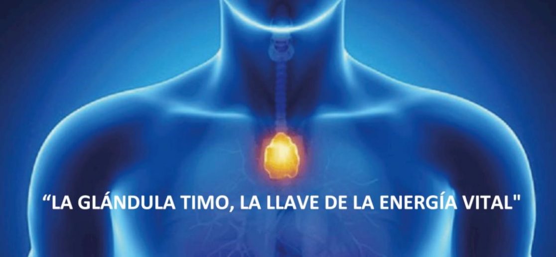 El Timo: la glándula de las defensas y de la felicidad - Eva Alandes