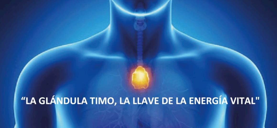 Timo, glándula de la felicidad | Eva Alandes