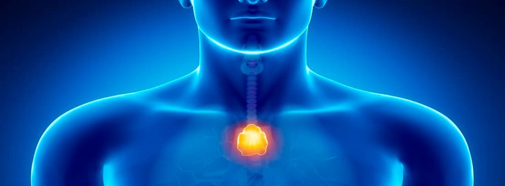 Timo, glándula de la felicidad | Eva Alandes