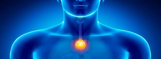 Timo, glándula de la felicidad | Eva Alandes