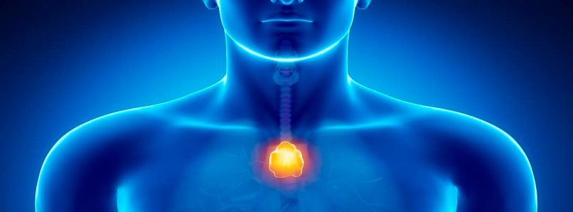 Timo, glándula de la felicidad | Eva Alandes